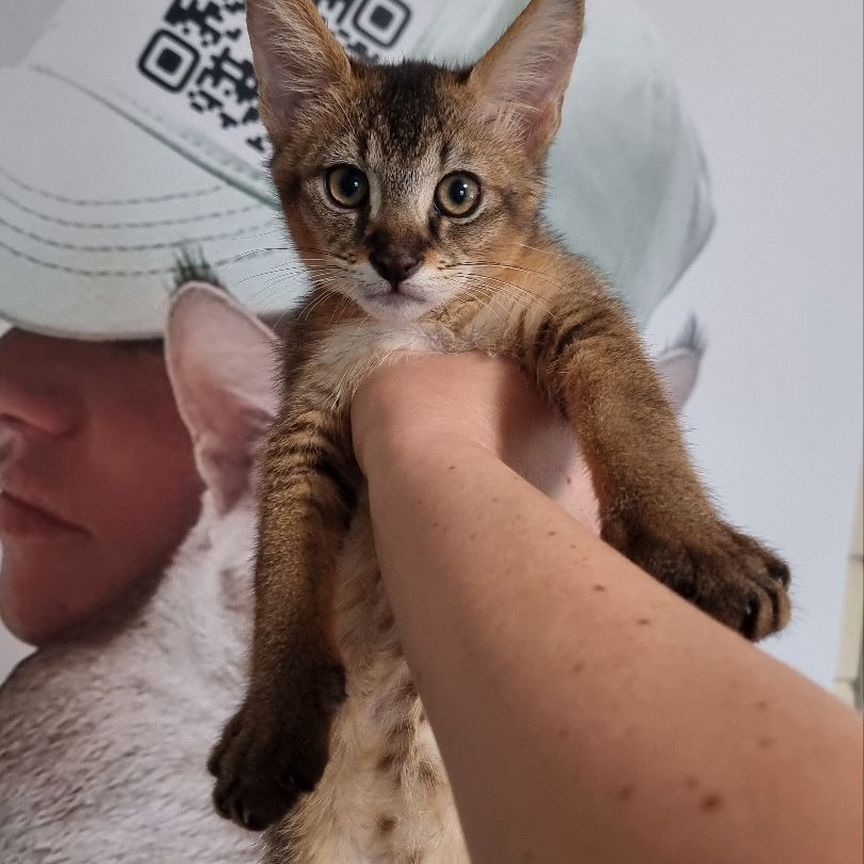 Мальчик чаузи ф1