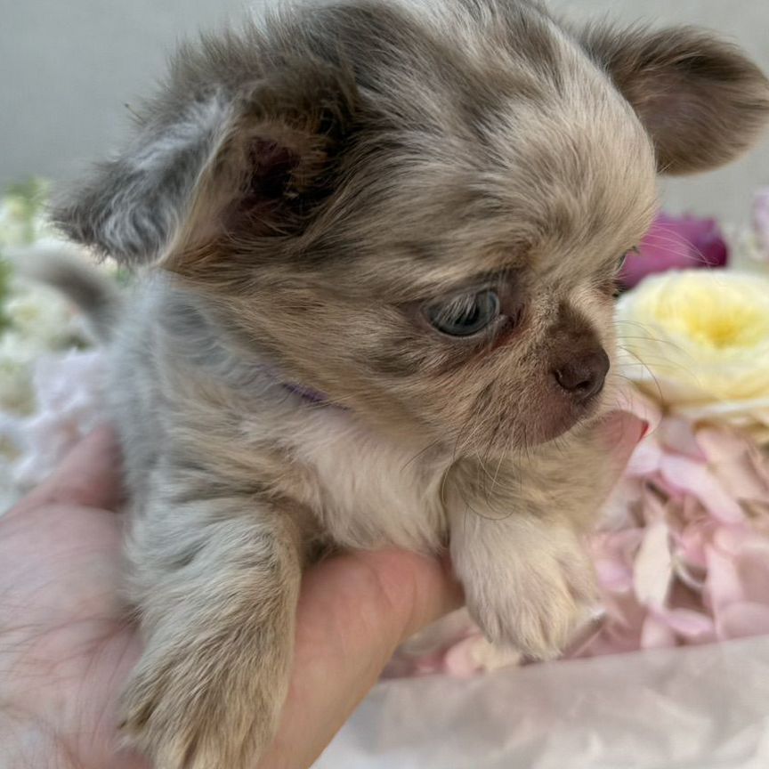 Чихуахуа, щенок