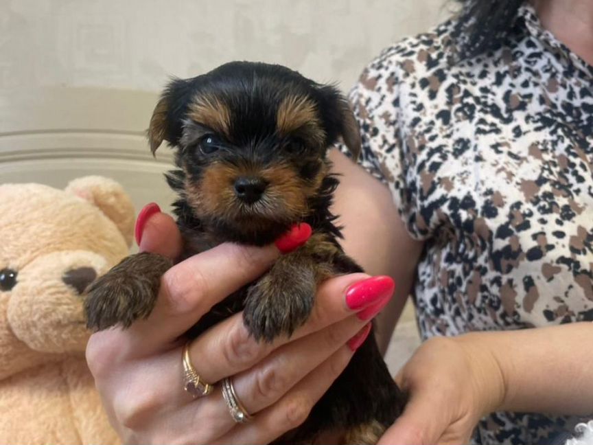 Йоркширский терьер и Бивер (породы)