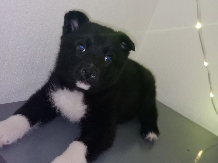 Щенок породы европейской лайки и хаски