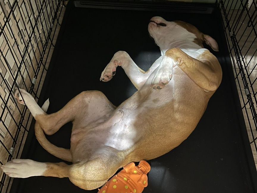 Стаффордширский терьер щенок