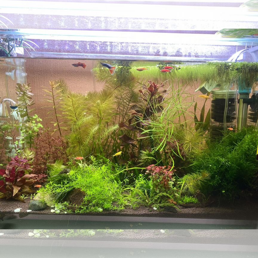 Аквариумные растения, мхи