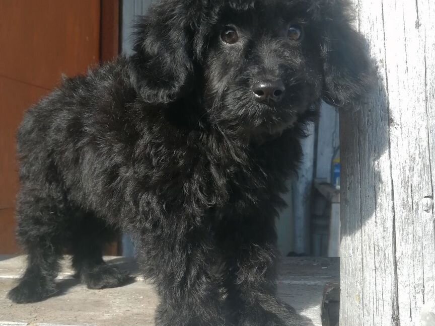 Красавчик кокапу ф1