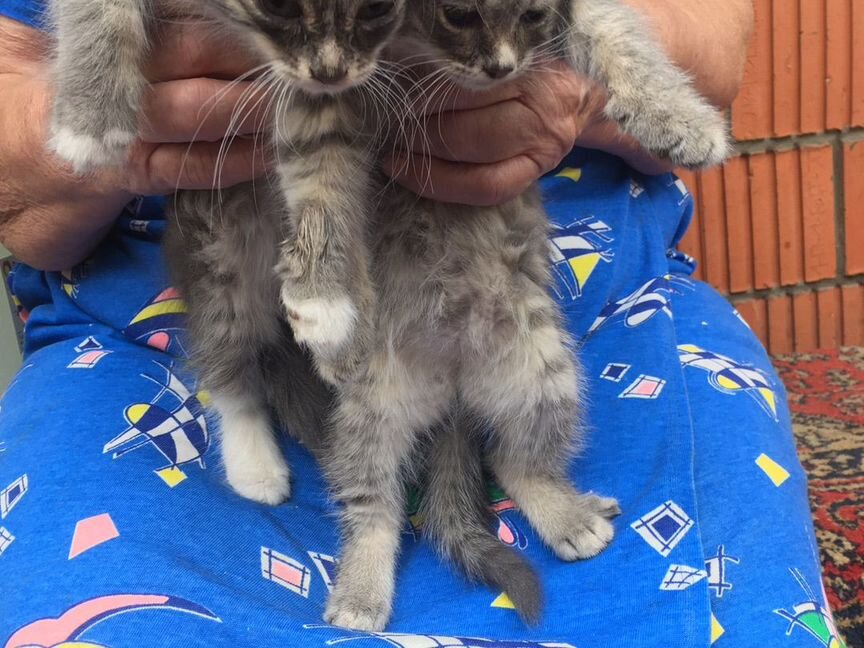 Котята в добрые руки