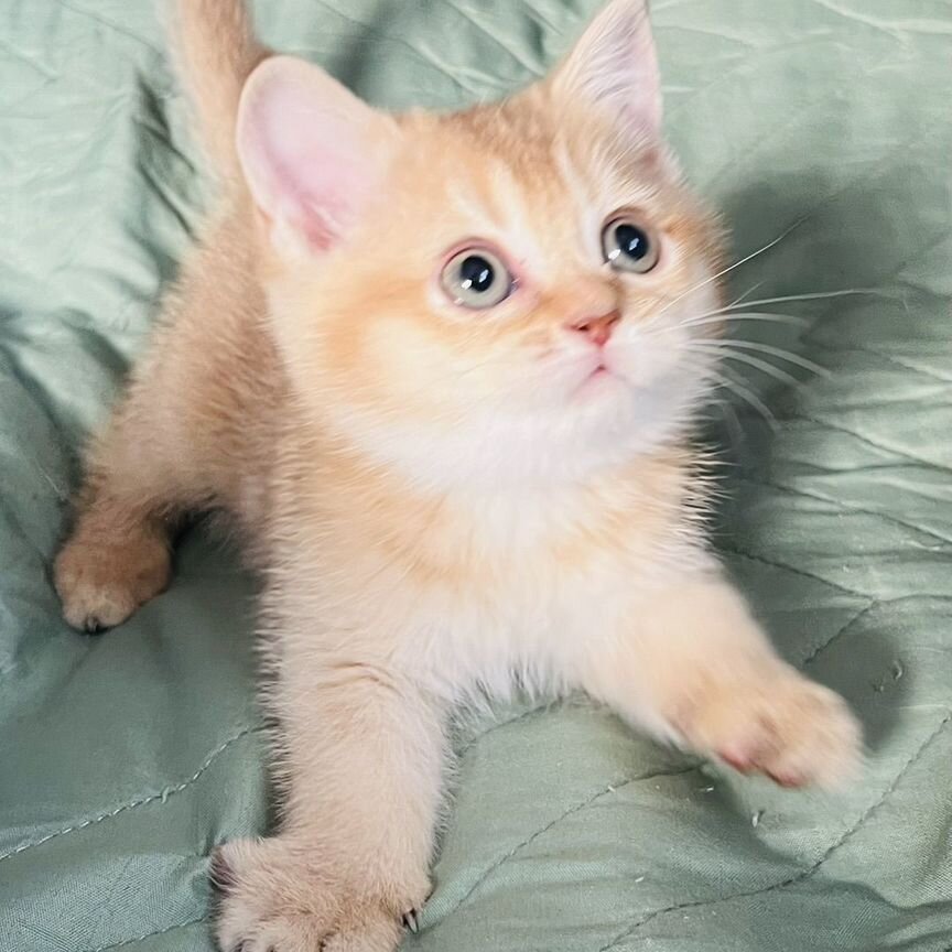 Шотландская кошечка