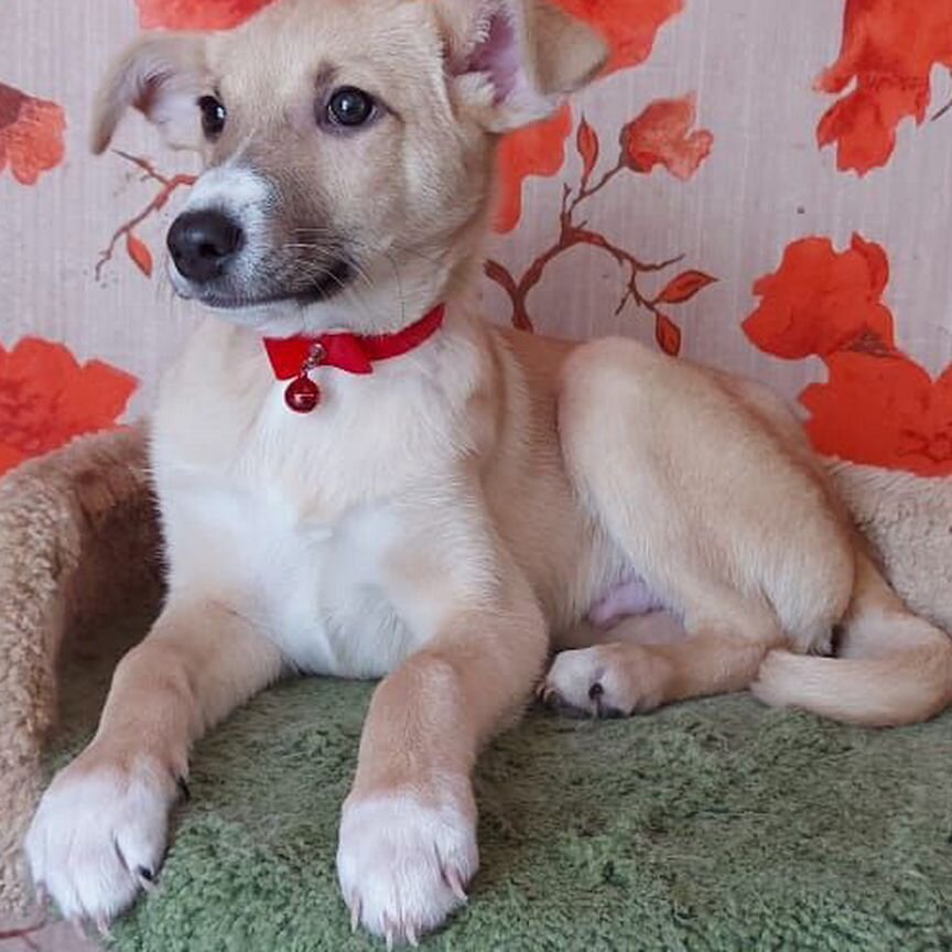 Щенок мальчик ищет дом