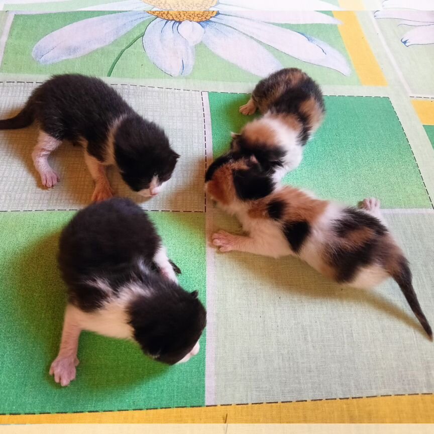Котята в дар