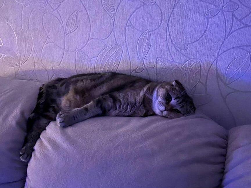 Кошка шотландская вислоухая