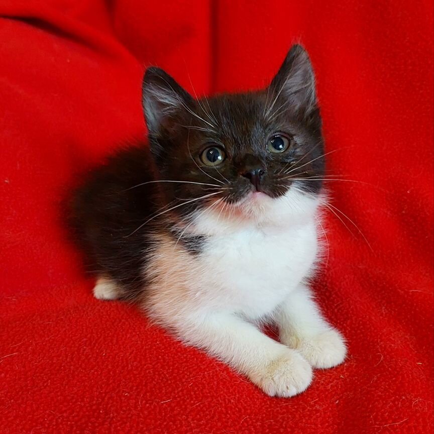 Маркизная малышка 6 недель