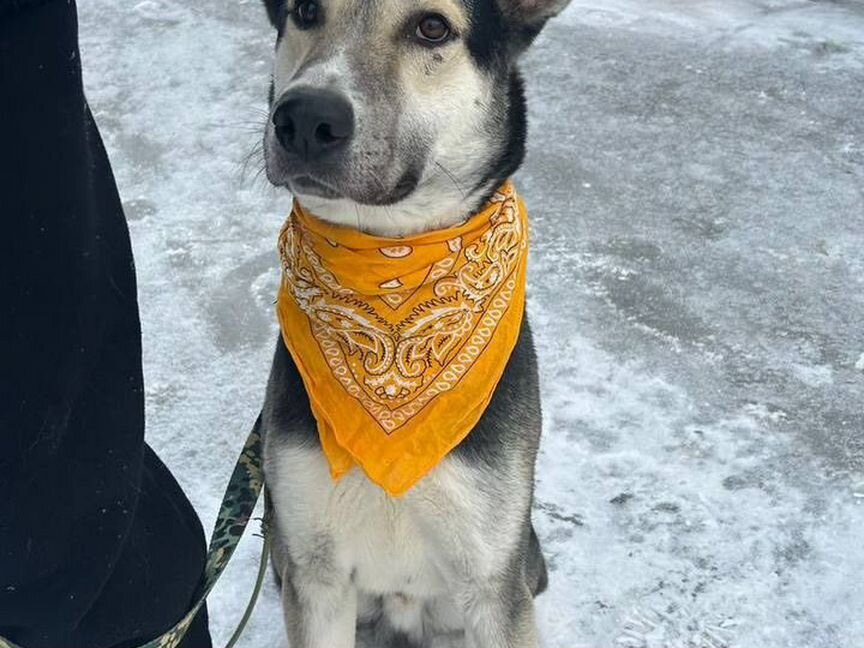 Собака в добрые руки