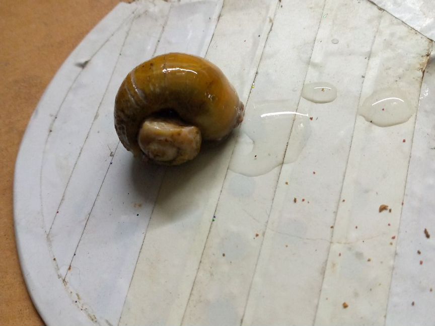 Улитка+водоросль кладофора