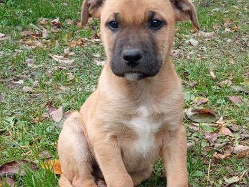 Рыжий парень