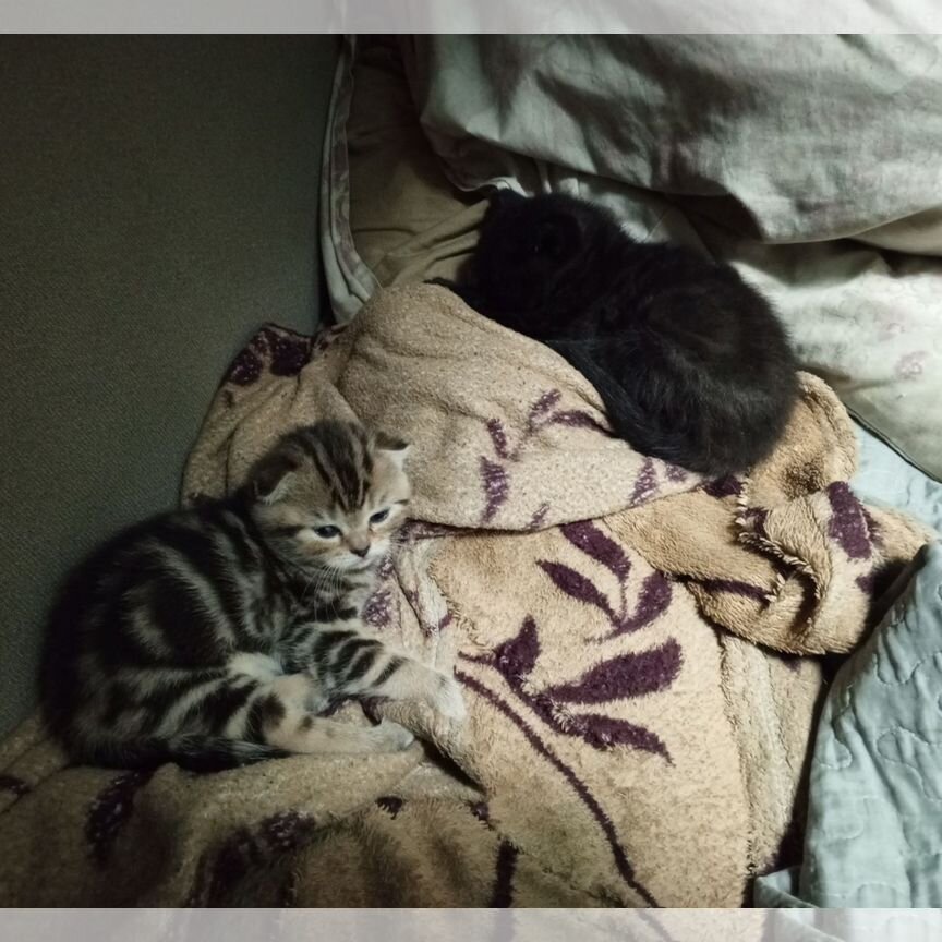 Шотландский вислоухий короткошёрстный котёнок