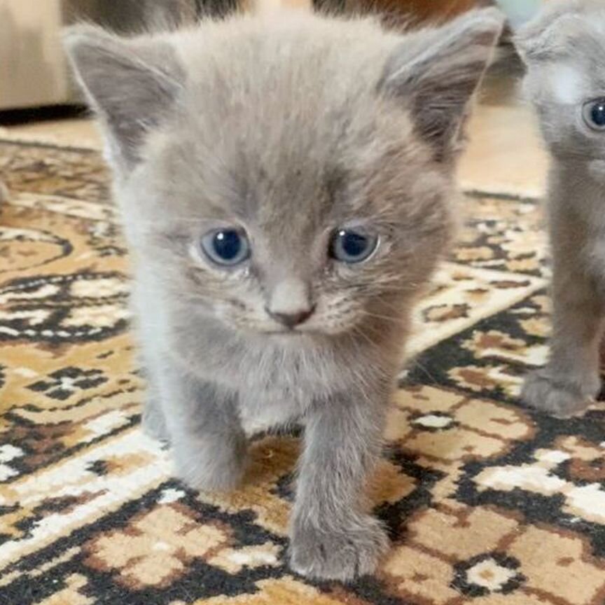 Котята