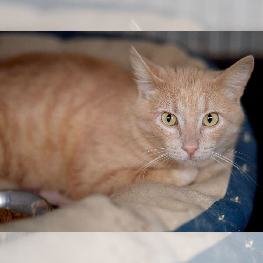 Взрослый кот в добрые руки