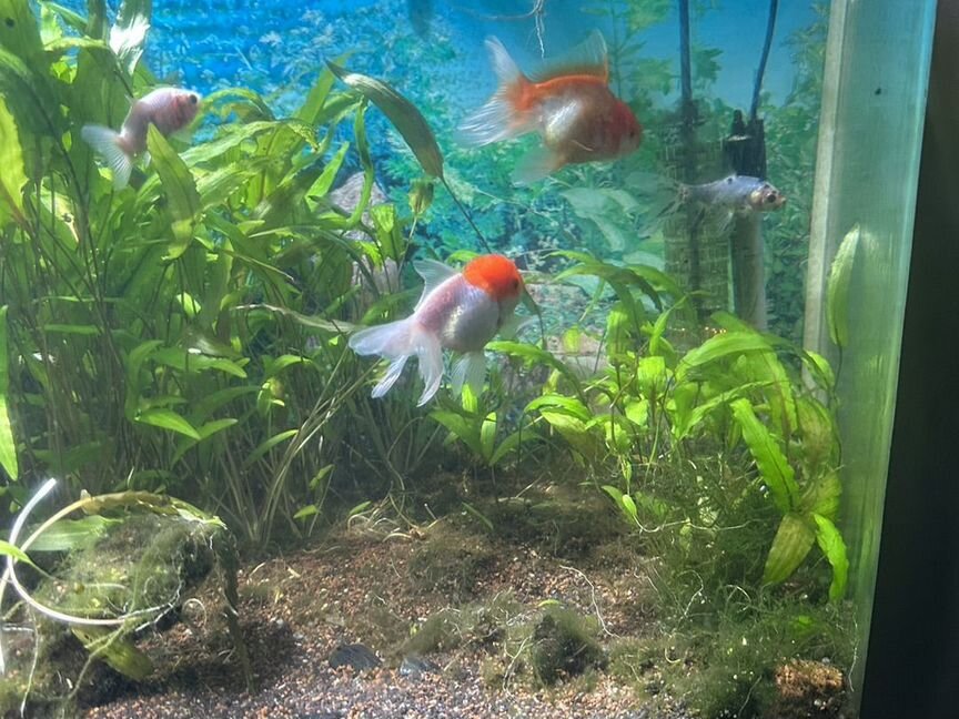 Аквариумные рыбки Оранда