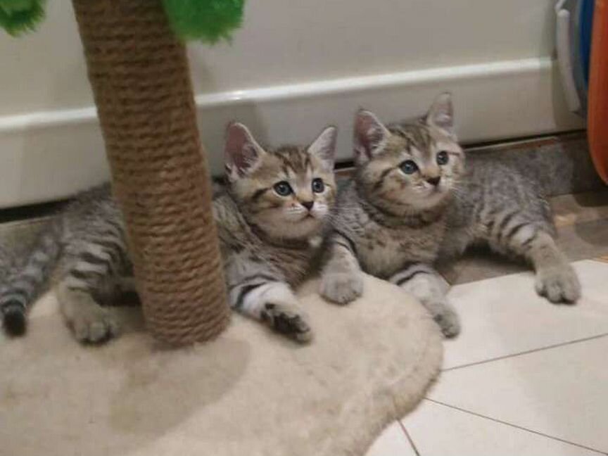 Британские непоседы