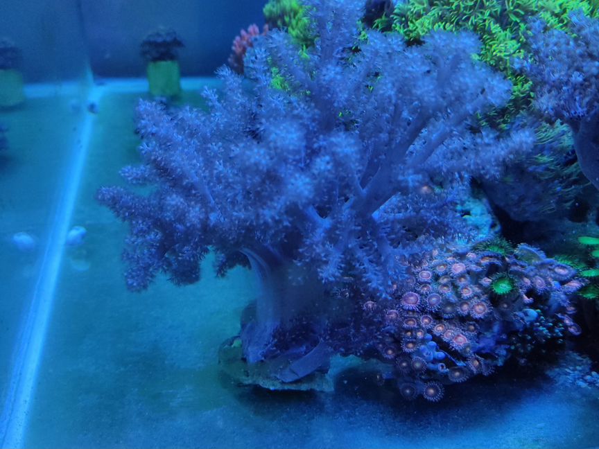 Капнелла коралл