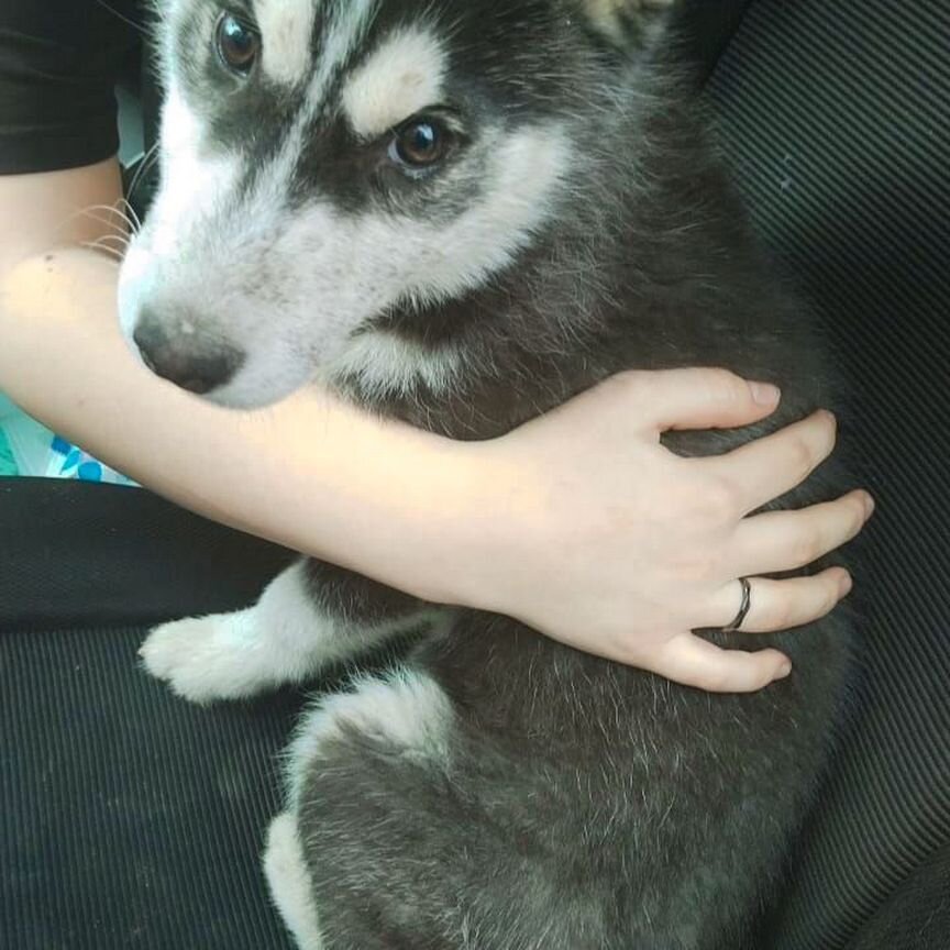 Хозяин отзовись