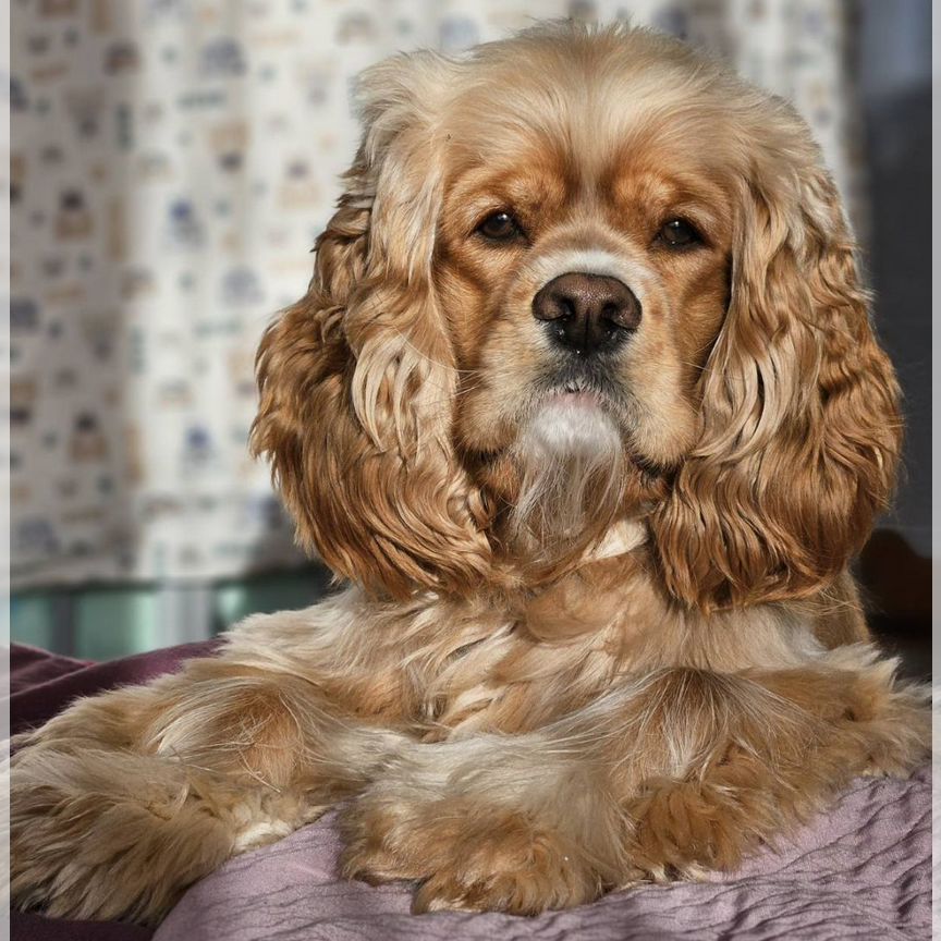 Американский Кокер спаниель вязка мальчик