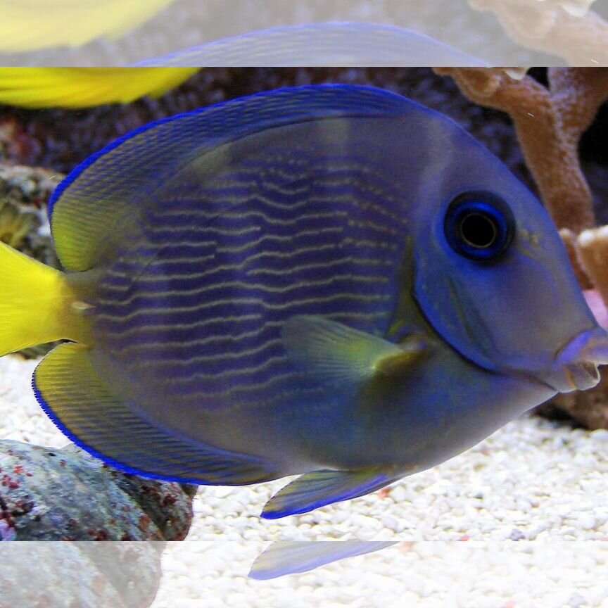 Хирург синий, S/ Acanthurus coeruleus океания