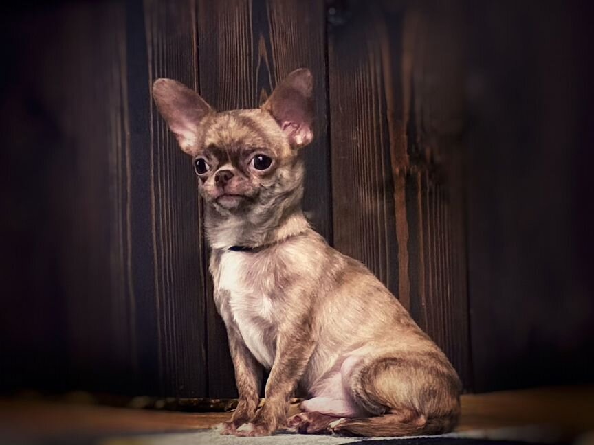 Тигровый шикарный парень (доставка)