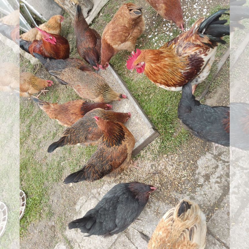 Куры несушки