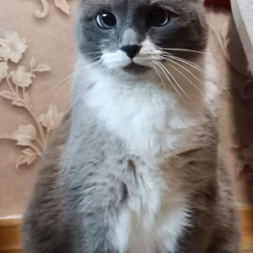 Ищим котику новый дом