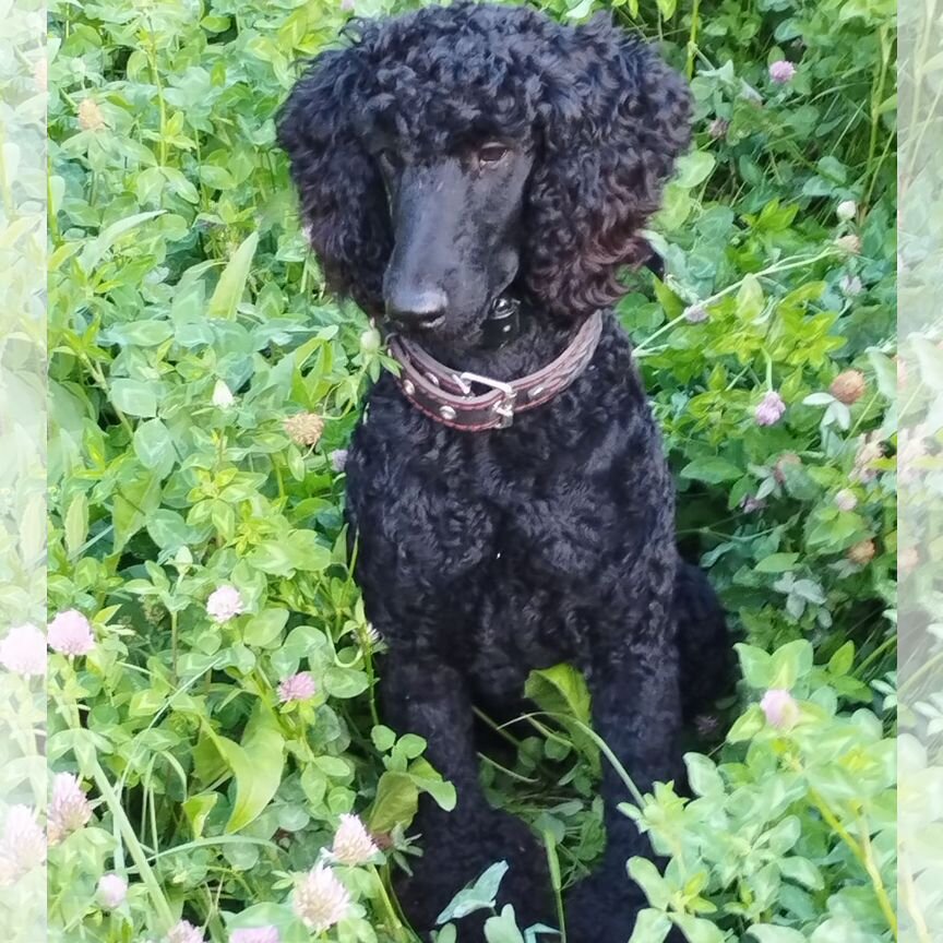 Кобель для вязки королевский пудель