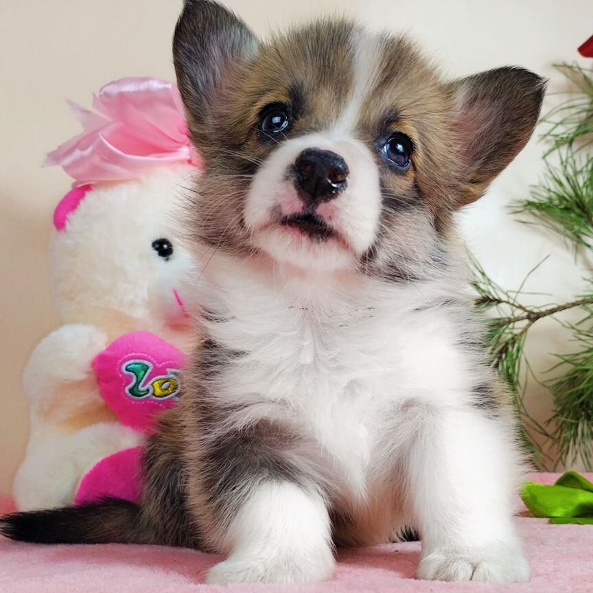 Вельш Корги Пемброк, щенок