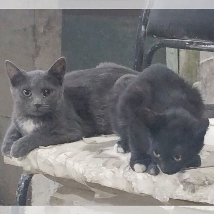 Котята выживают на заводе
