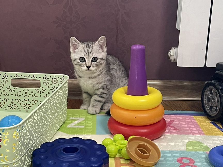 Котенок