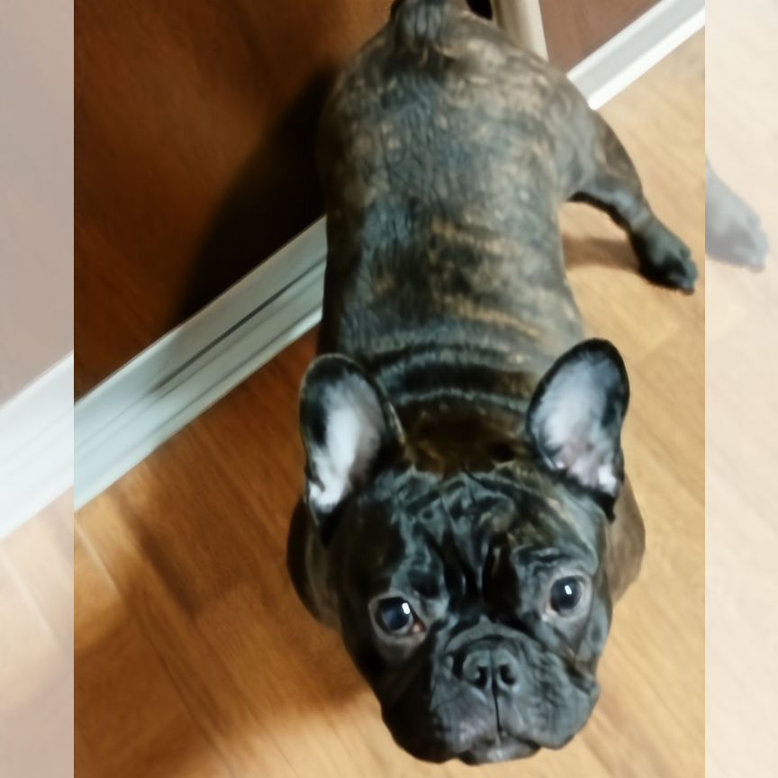 Французский бульдог, щенок