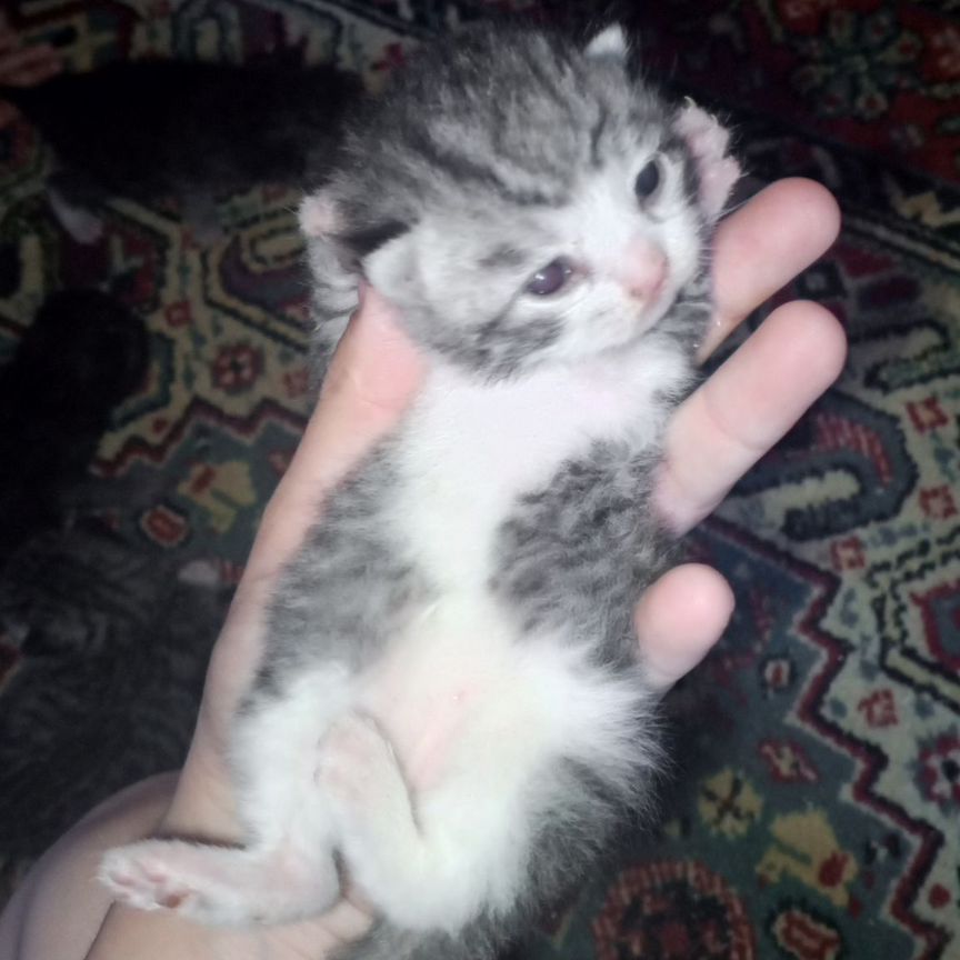 Шотландские котята