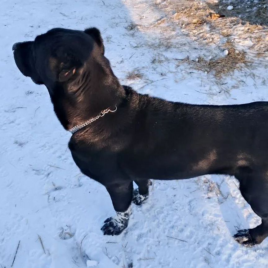 Среднеазиатская овчарка, взрослая собака