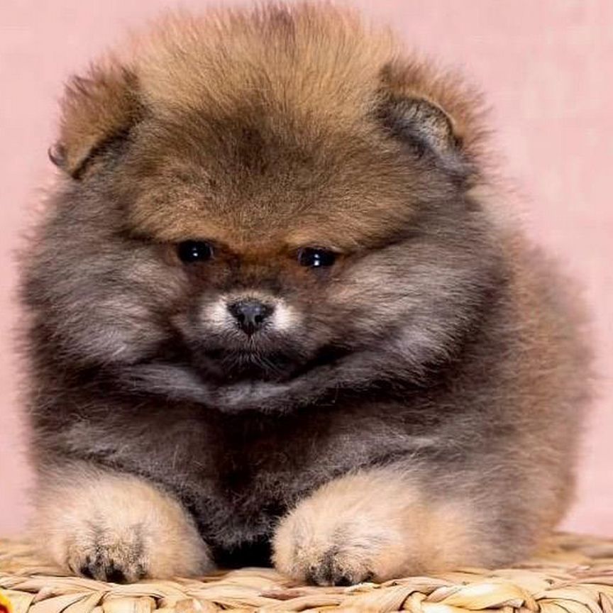 Померанский шпиц, щенок