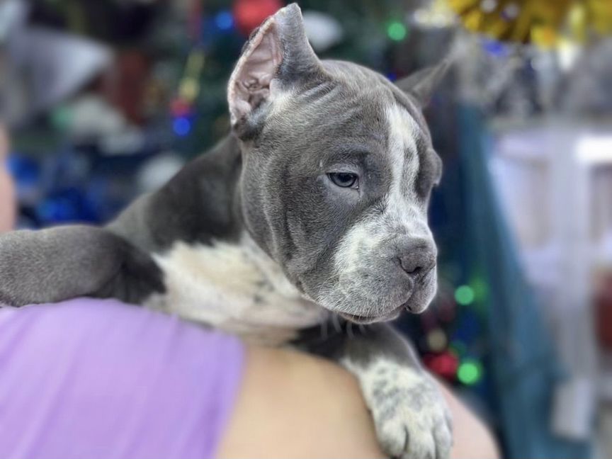 Американский булли