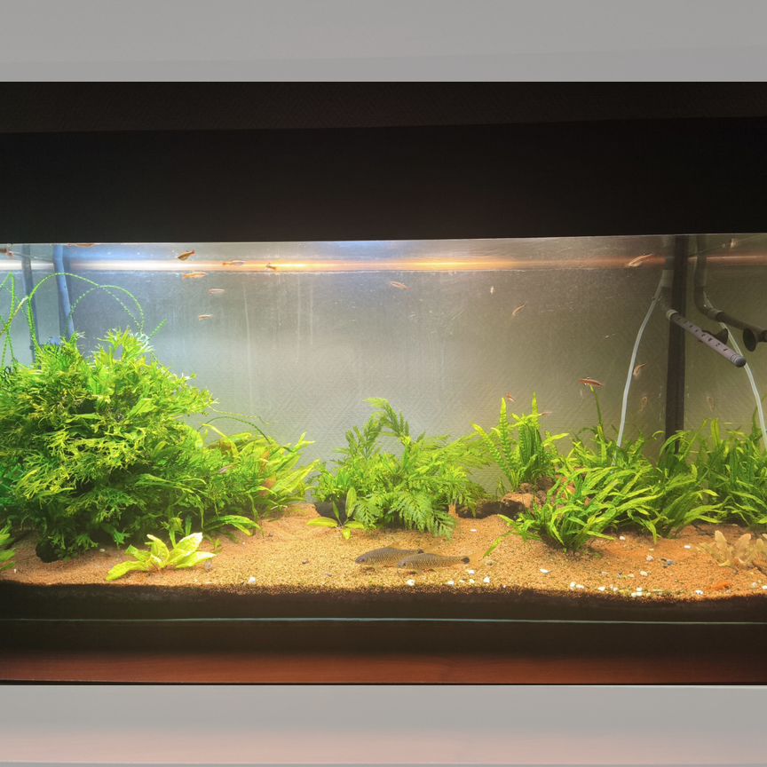 Папоротник аквариумный