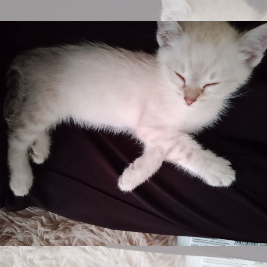 Голубоглазый кот