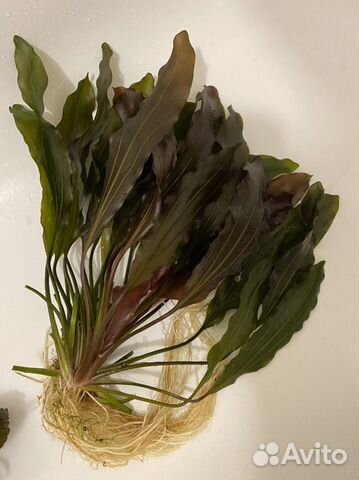 Аквариумные растения прополка