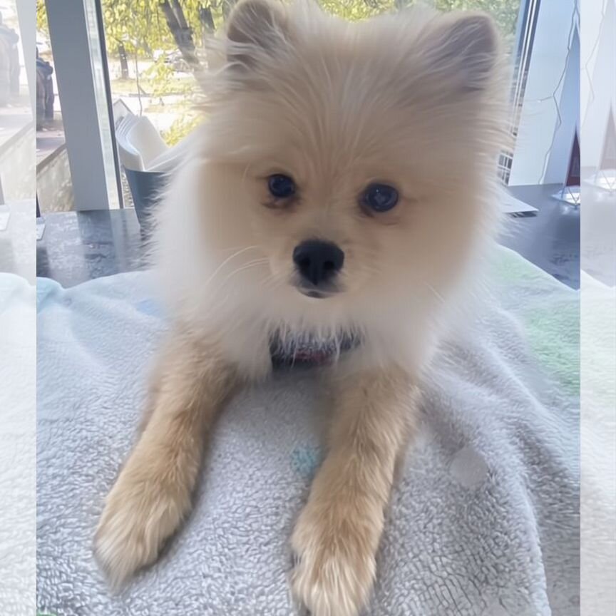 Померанский шпиц, щенок