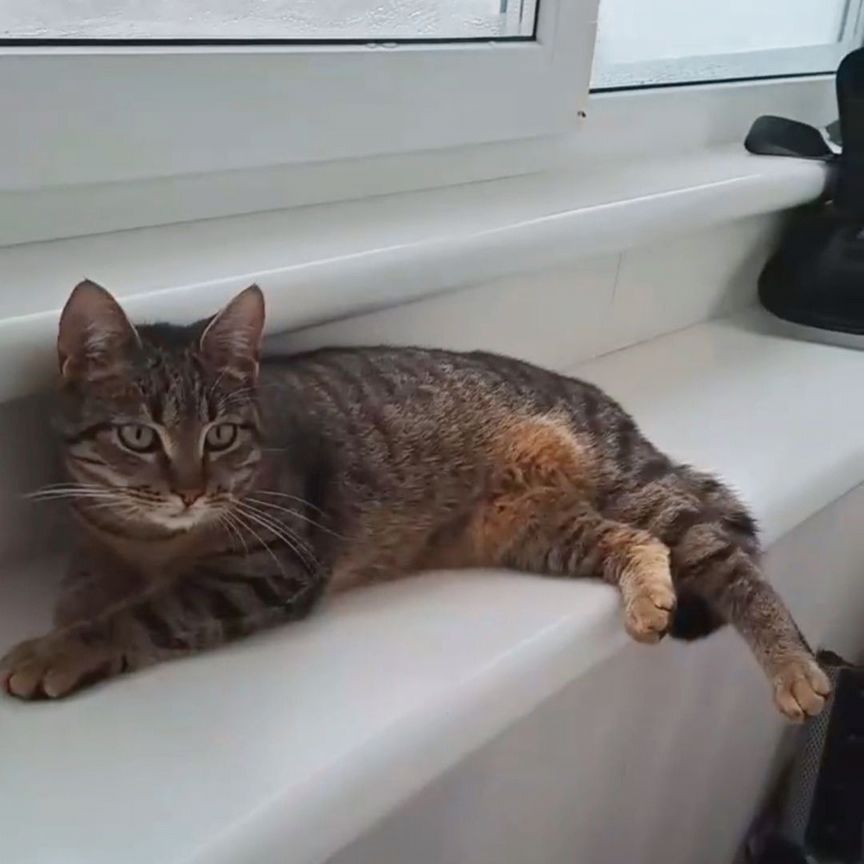Кошечка в добрые руки