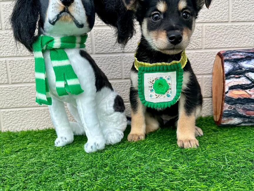 Малыш Кай в добрые руки