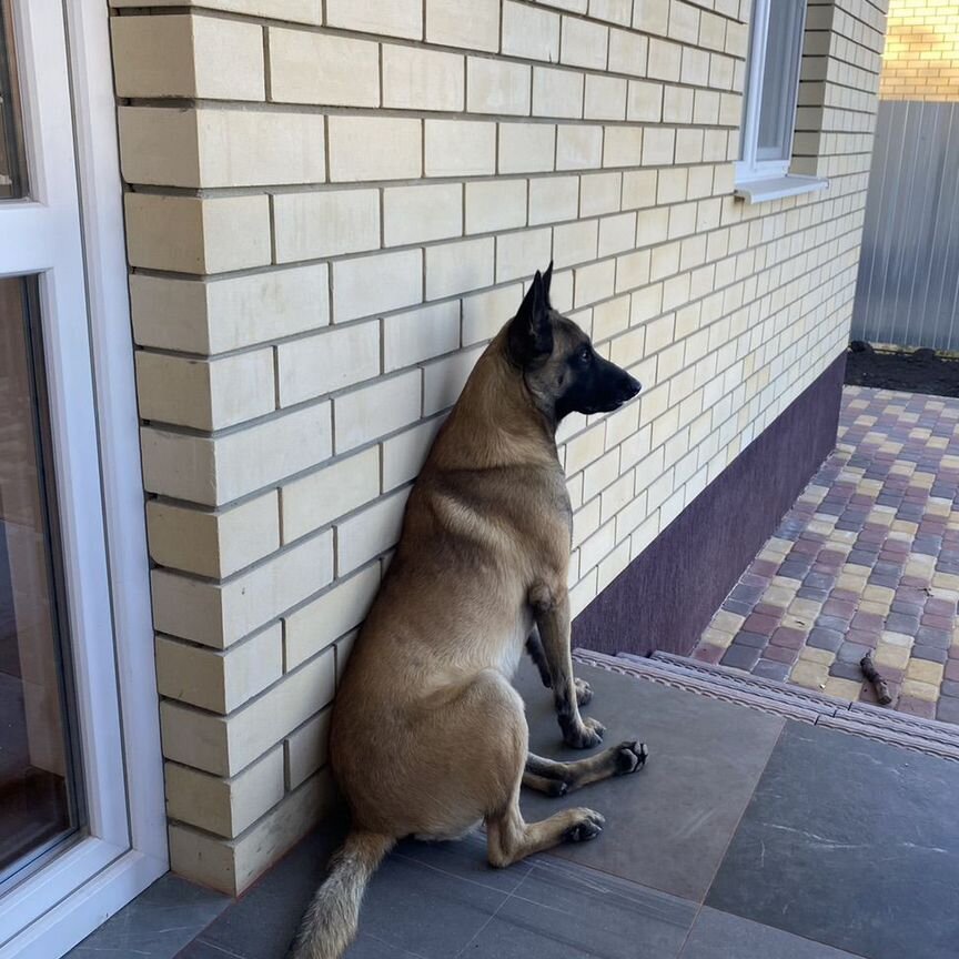 Кобель для вязки