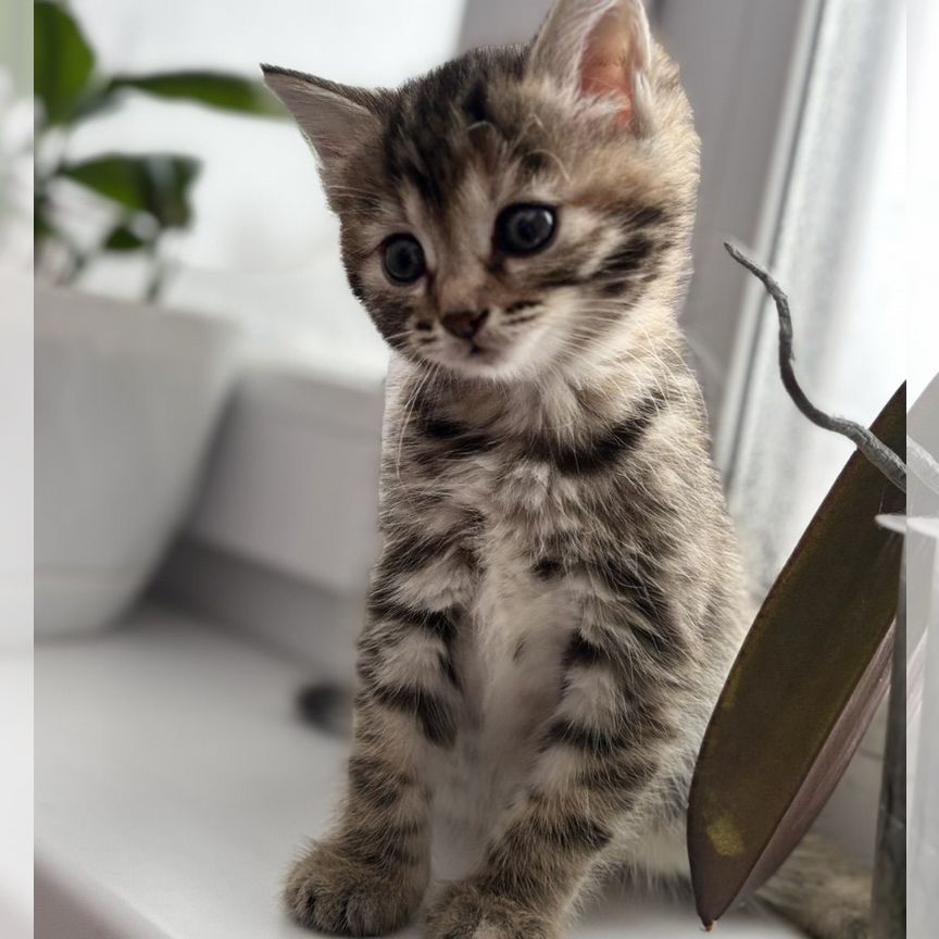 Котёнок в добрые руки