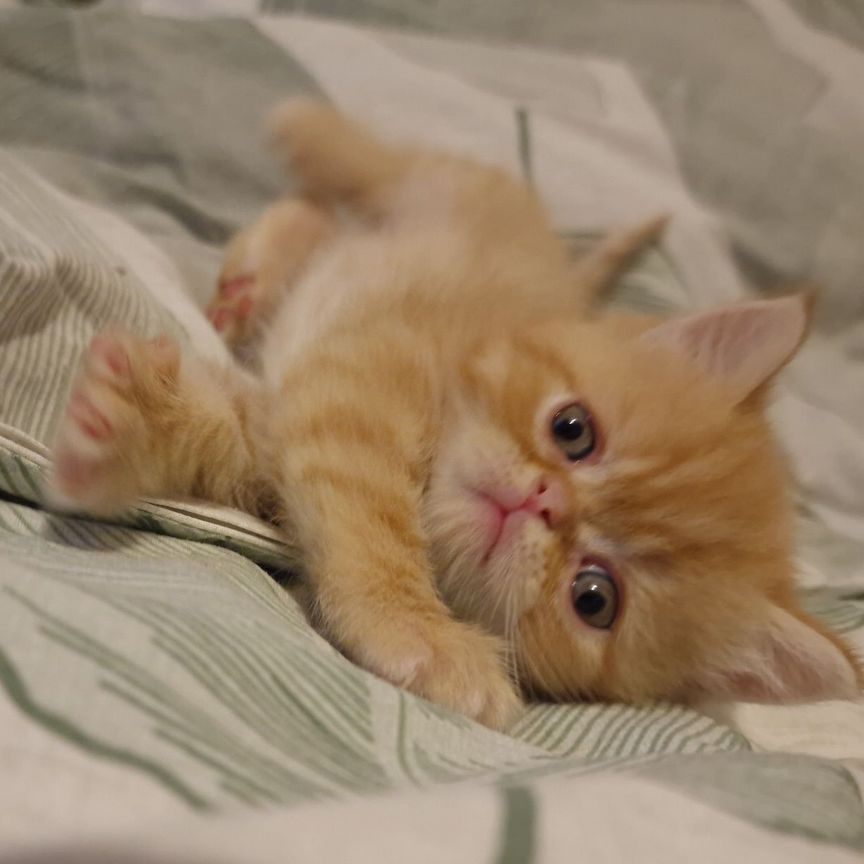 Экзотический короткошёрстный котёнок