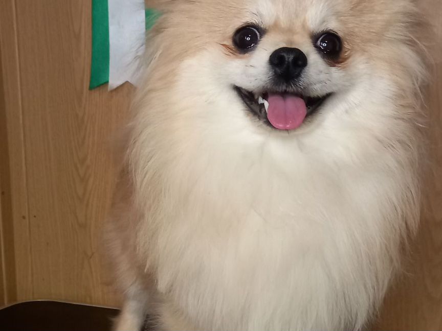 Померанский шпиц