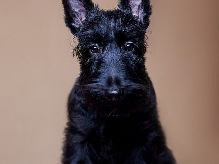 Скотчтерьер