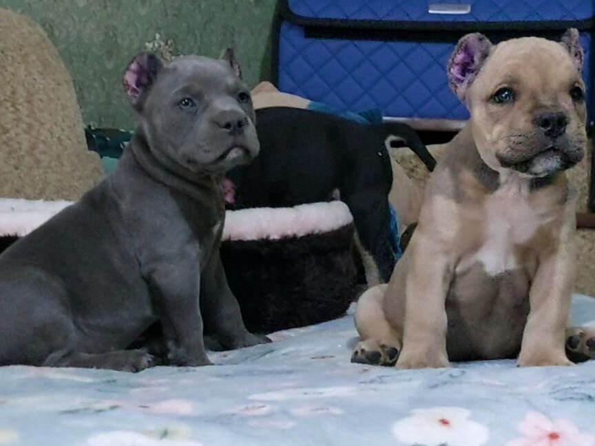 Американский булли