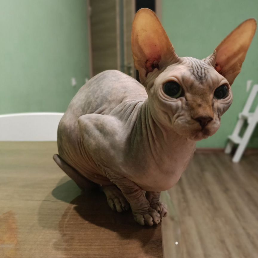 Донской сфинкс кошка